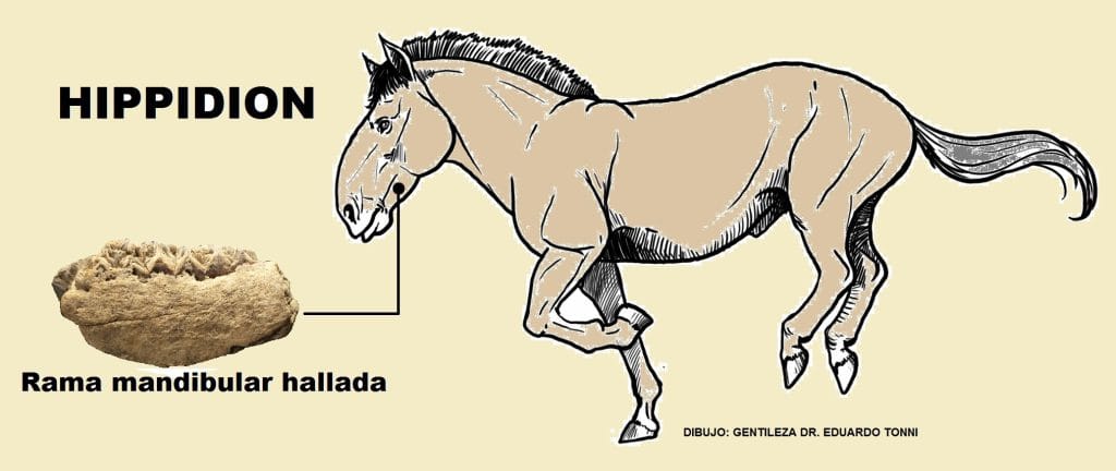 Museo Paleontológico de San Pedro -Hallan fósil de caballo extinto ...